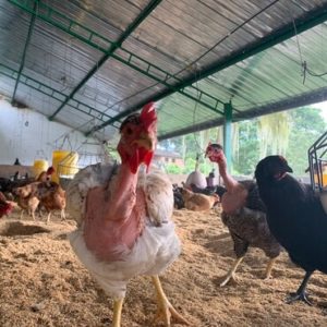 Gallinas Criollas – Avinter – Producción de gallinas y huevos criollos